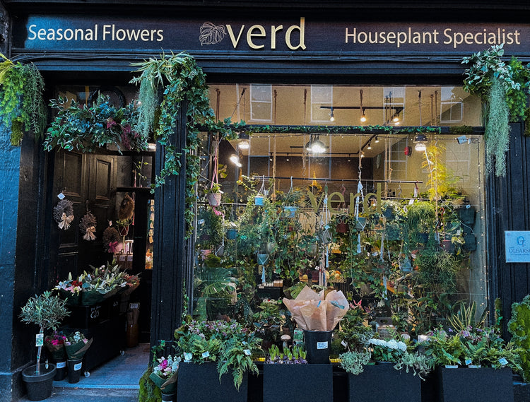 Verd – Verd Houseplants