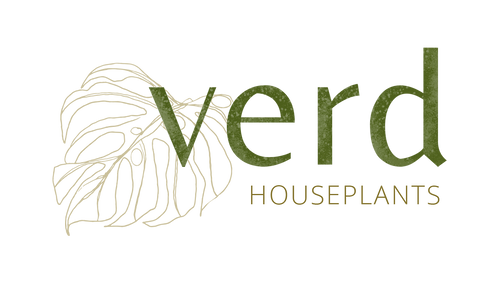 Verd – Verd Houseplants