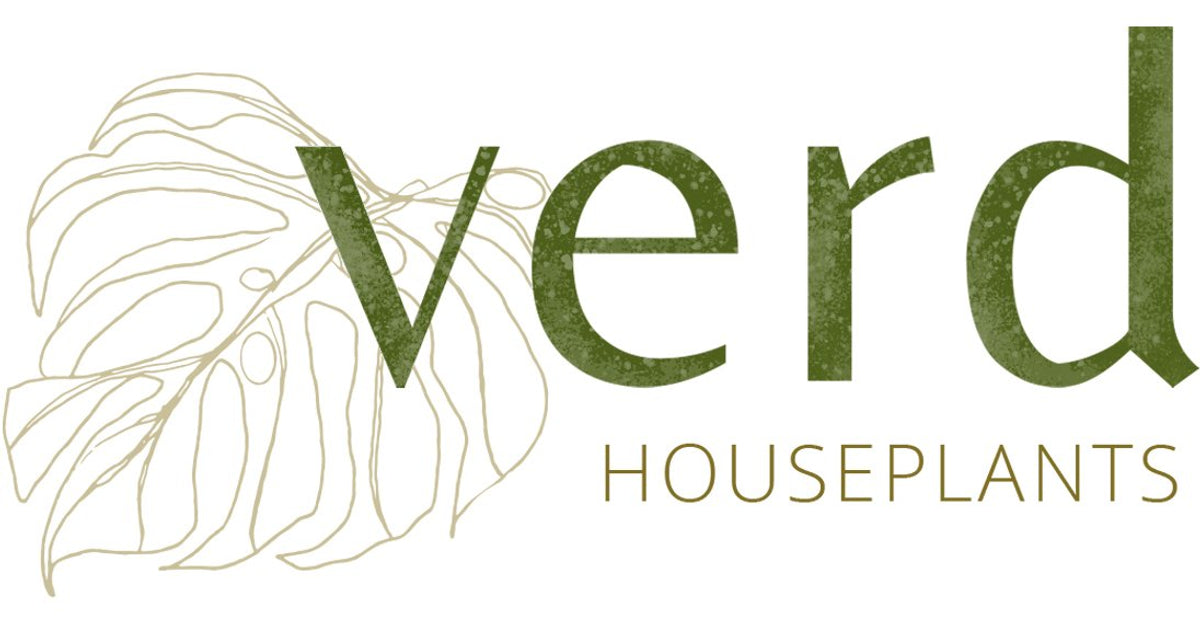 Verd – Verd Houseplants