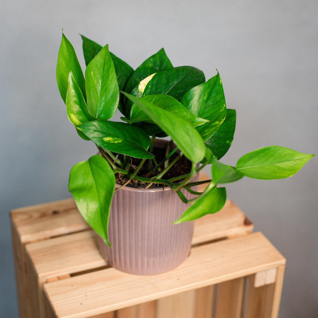 Verd – Verd Houseplants